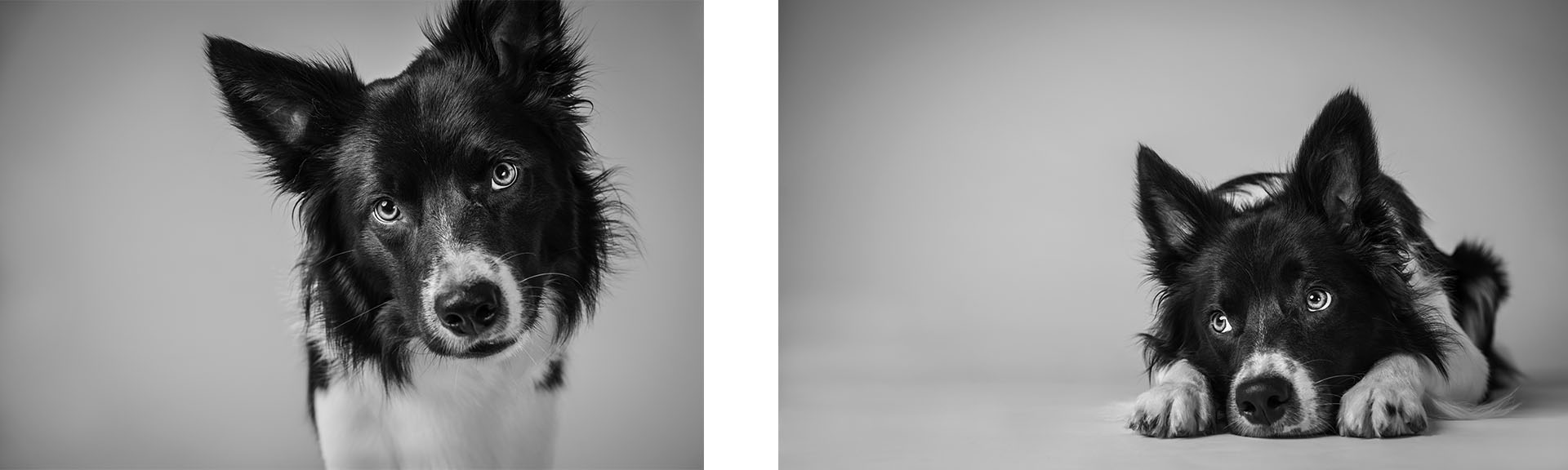 5 Top Tips for Professional Pet Photographers